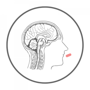 Development Pipeline - Everfront Biotech