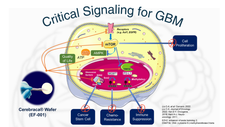 Cerebraca® Wafer | Brain Tumor Treatment - Everfront Biotech